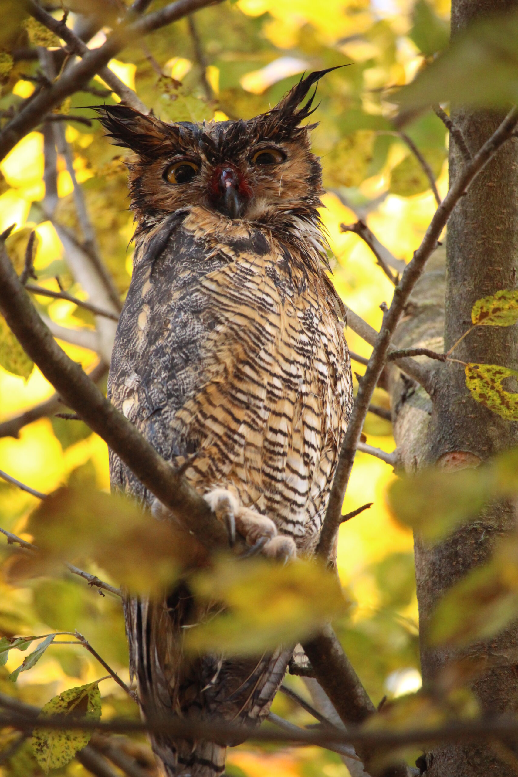 Nature has many surprises | News, Sports, Jobs - Observer Today